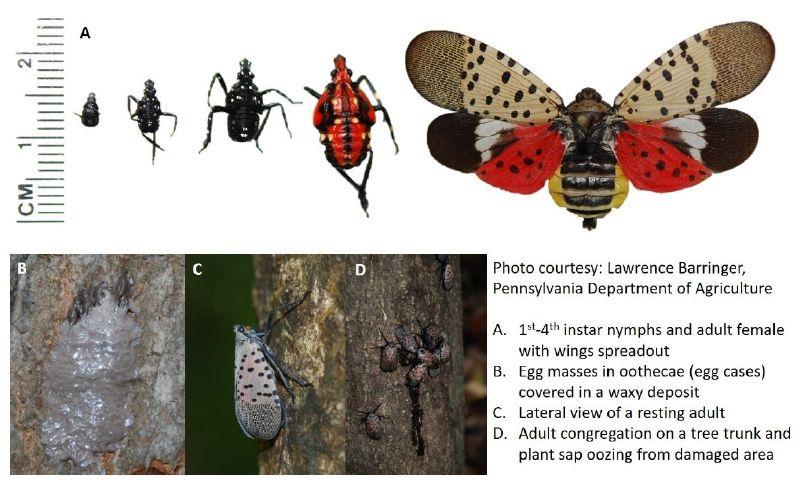 Chinese lantern fly store