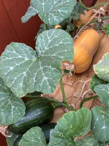 butternut squash leaf