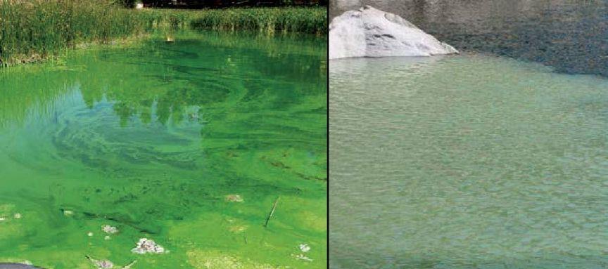 how long does toxic algae last