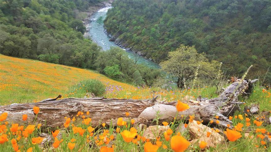 It's wildflower season, and this challenging Colfax trail is the place ...